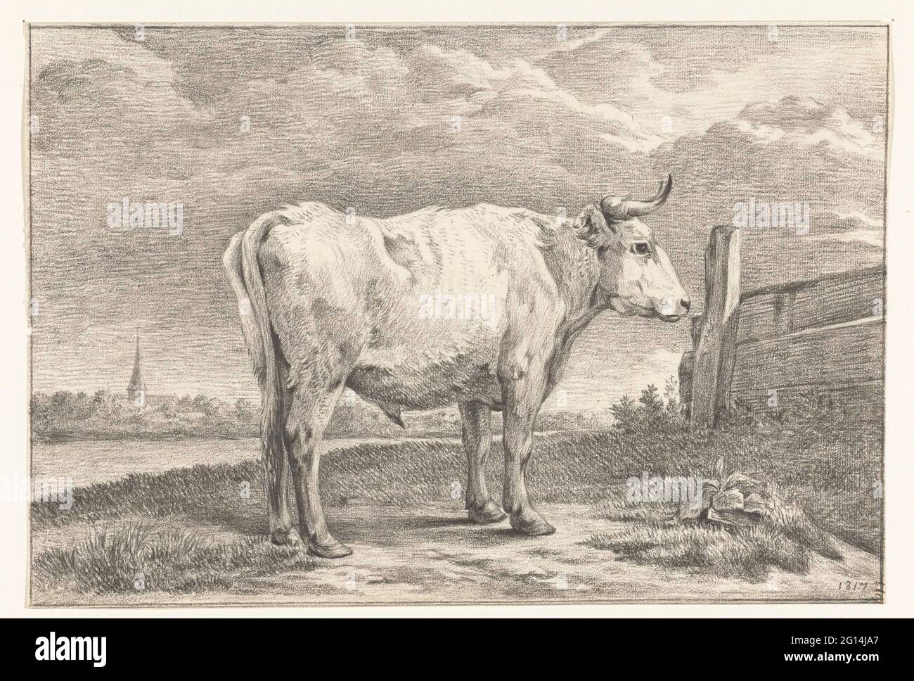 Standing bull, right Stock Photo - Alamy