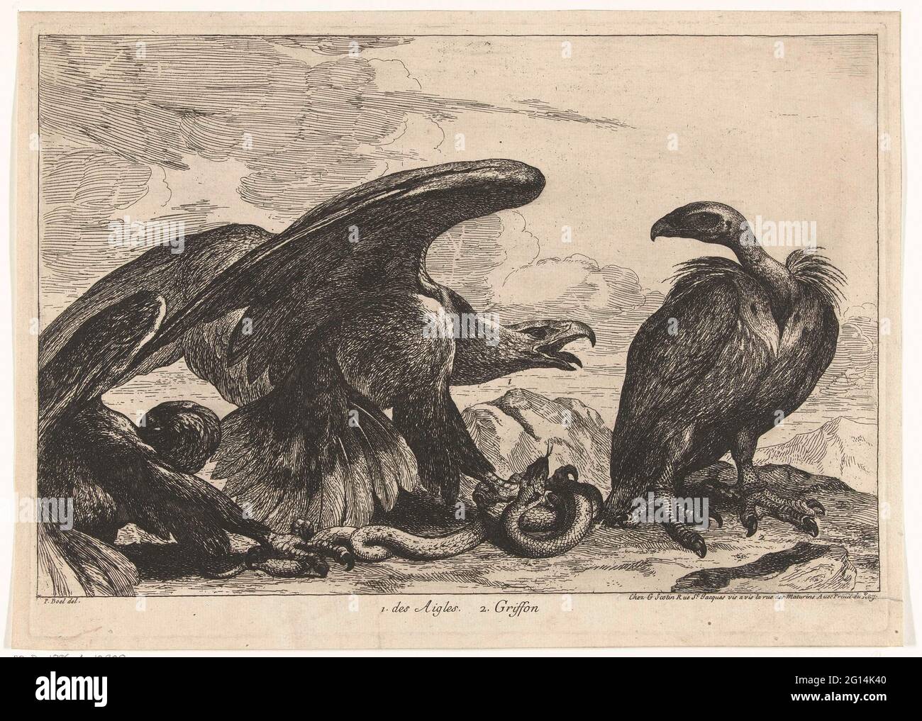 Eagle snake fight hi-res stock photography and images - Alamy