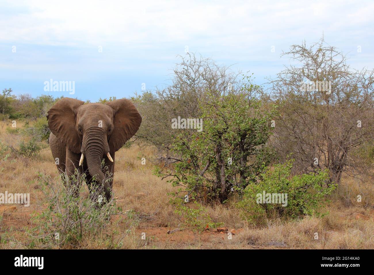 Afrikanischer Elefant / African elephant / Loxodonta africana Stock ...