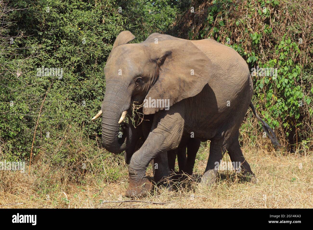 Afrikanischer Elefant / African elephant / Loxodonta africana Stock ...