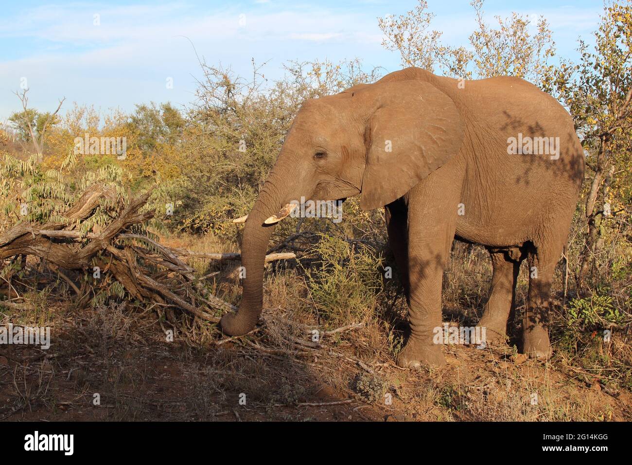 Afrikanischer Elefant / African elephant / Loxodonta africana Stock ...