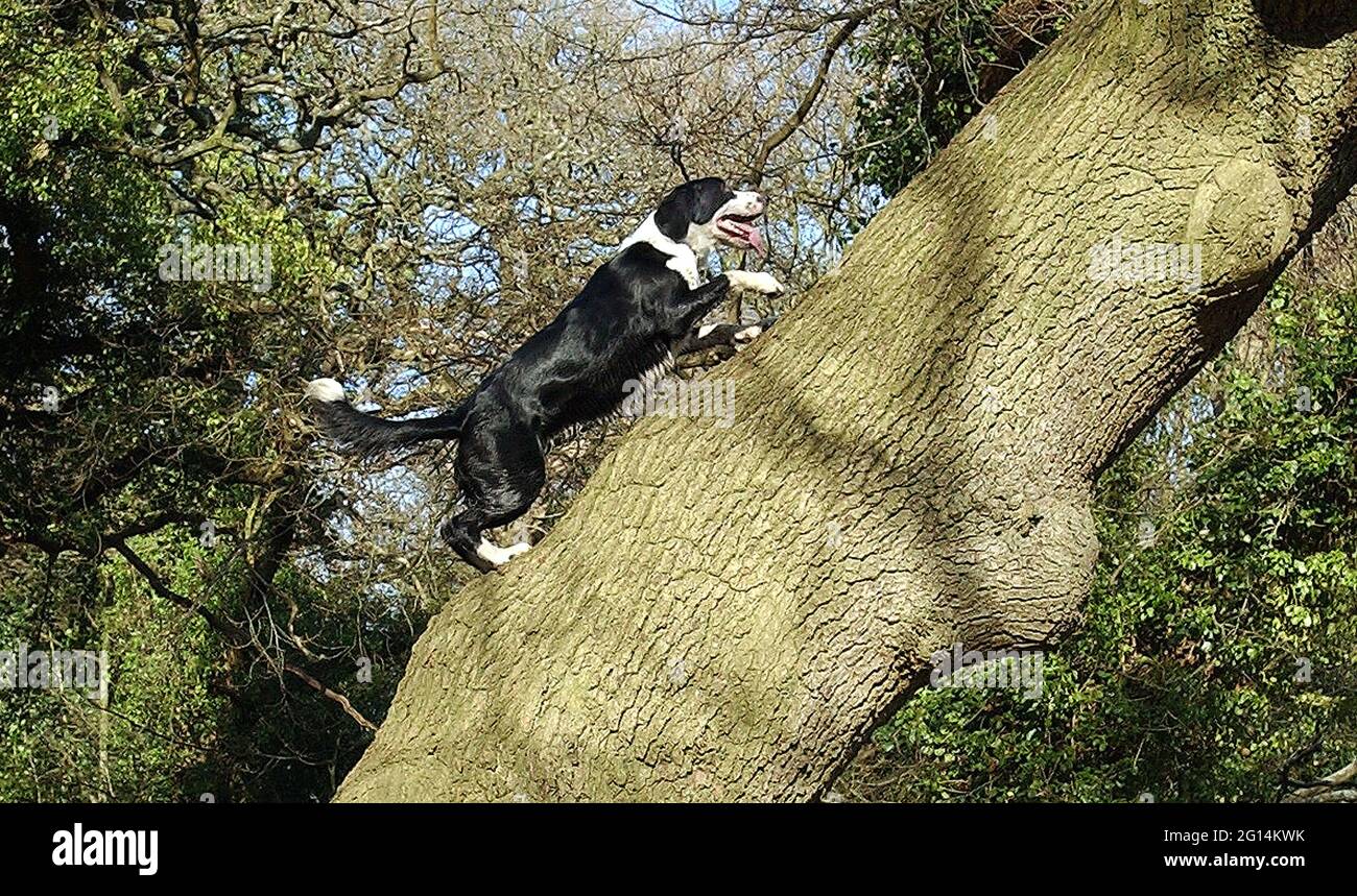 JESSIE THE TREE CLIMBING DOG PIC MIKE WALKER, 2004 Stock Photo - Alamy