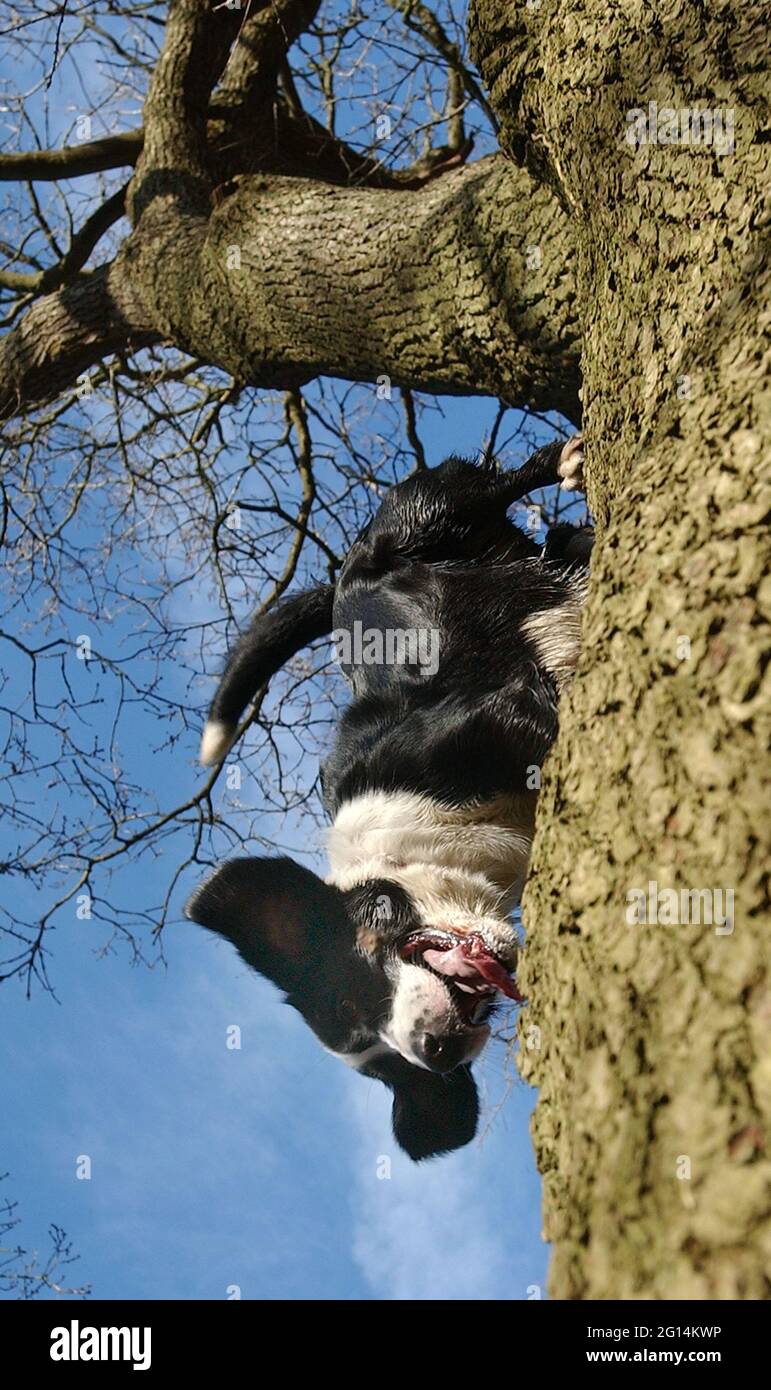 JESSIE THE TREE CLIMBING DOG CLIMBS DOWN FROM THE TREE PIC MIKE WALKER ...