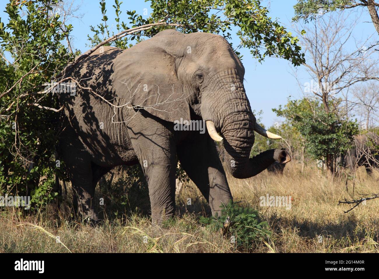 Afrikanischer Elefant / African elephant / Loxodonta africana Stock ...
