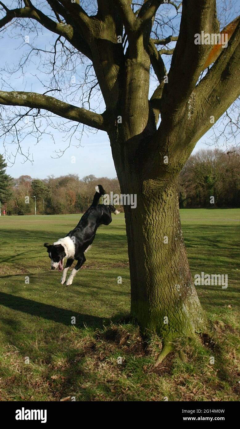 JESSIE THE TREE CLIMBING DOG PIC MIKE WALKER, 2004 Stock Photo - Alamy
