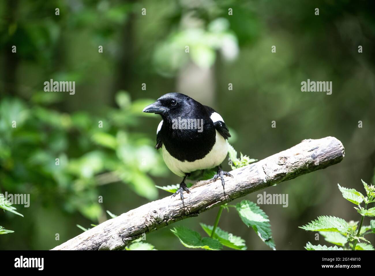 Sheen Of Plumage High Resolution Stock Photography and Images - Alamy