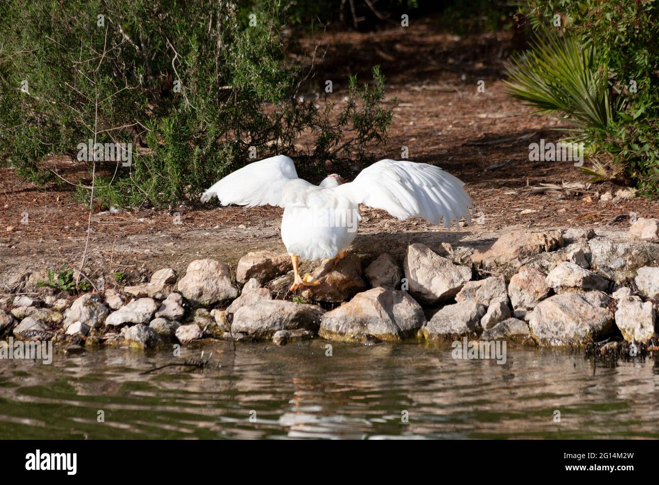 Closeup shot of a cute Muscovy duck flying away from a pond Stock Photo ...
