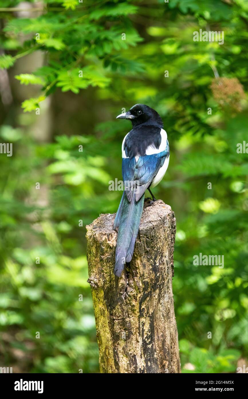 An Eurasian Magpie Pica pica perching on a wooden tree stump in ...