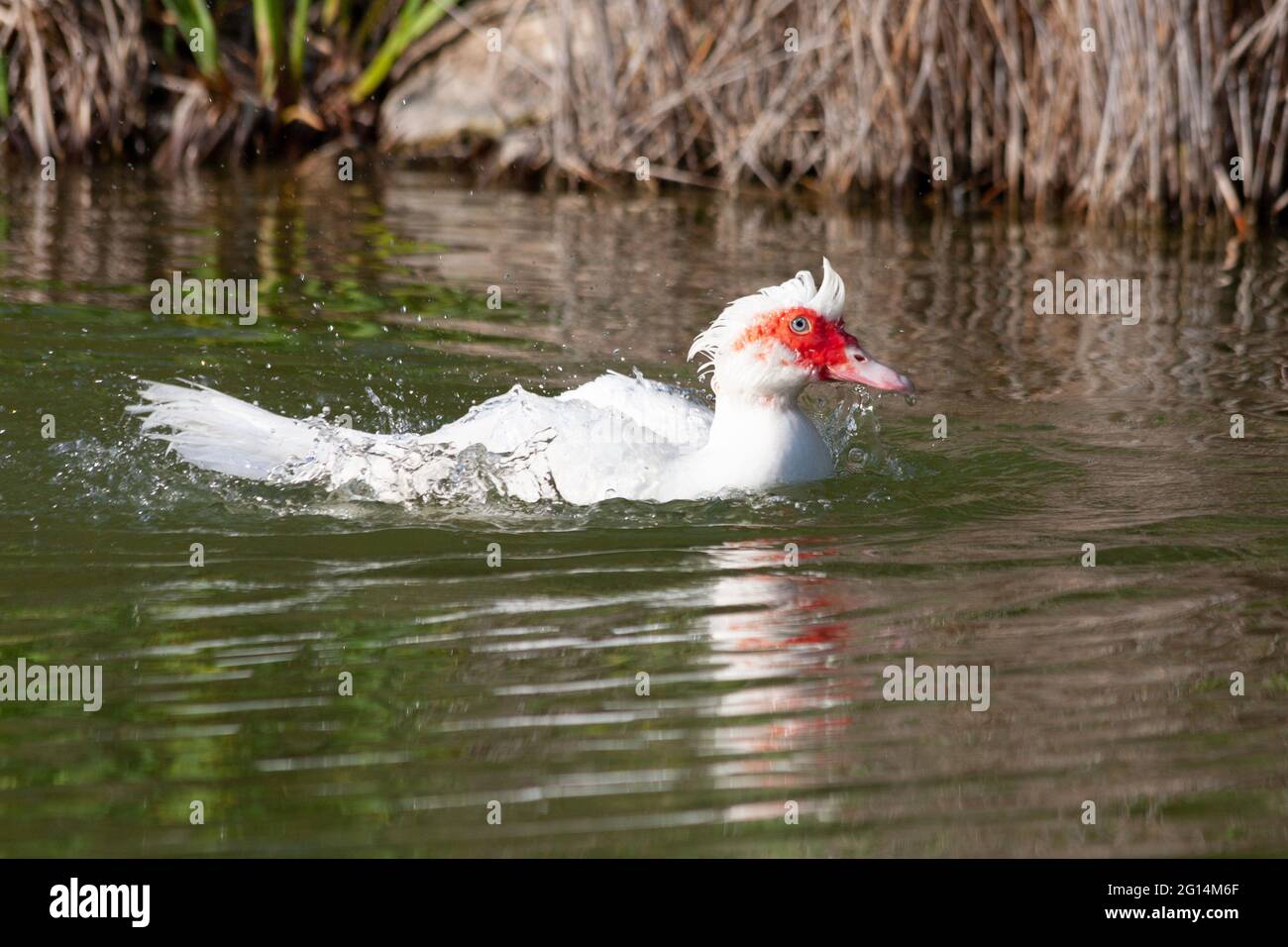 Closeup shot of a cute Muscovy duck swimming in a pond Stock Photo - Alamy
