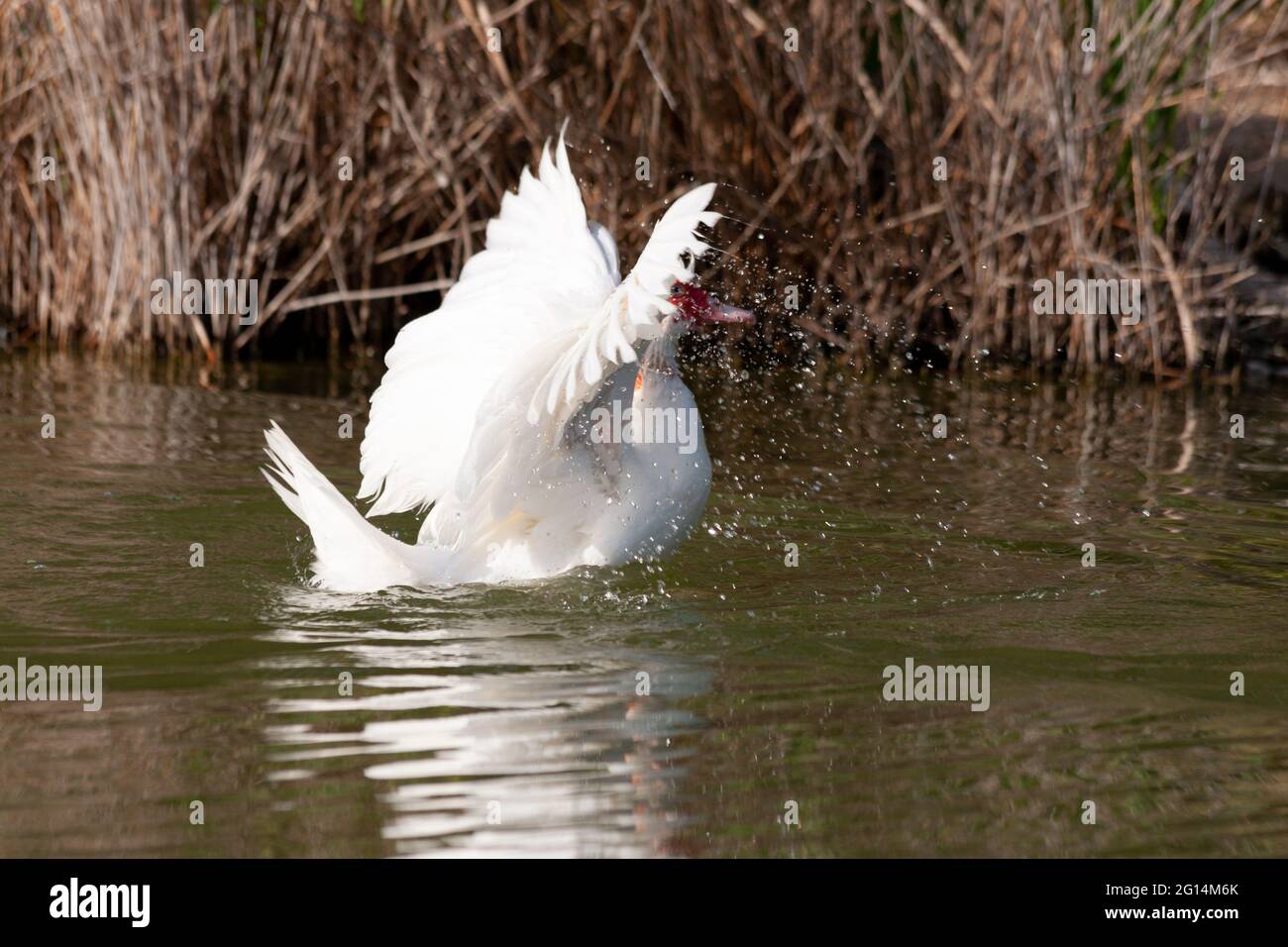 Closeup shot of a cute Muscovy duck flying away from a pond Stock Photo ...