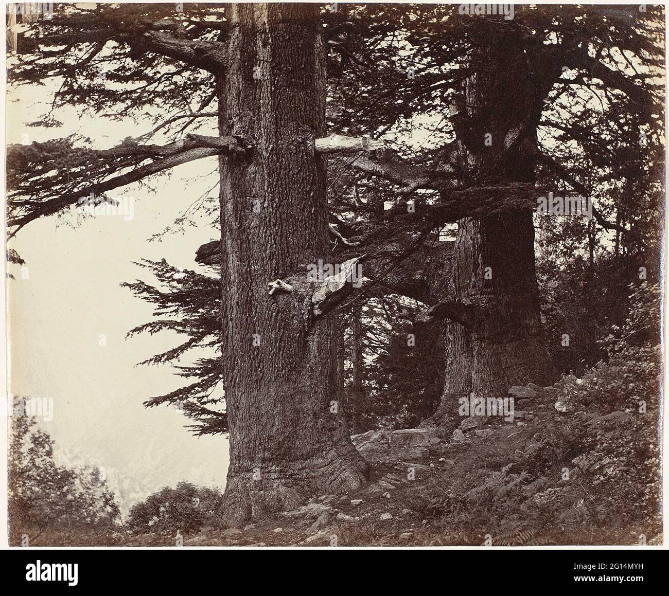 37 oz hi-res stock photography and images - Alamy