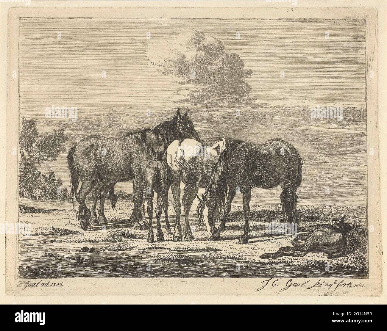 Four horses and two foals Stock Photo - Alamy