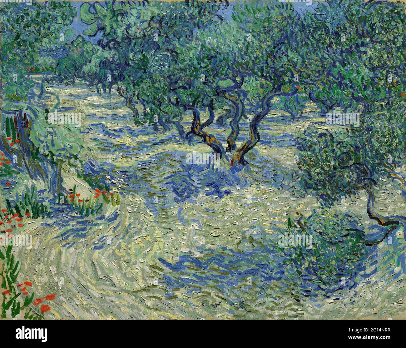 Vincent van Gogh - Olive Orchard Stock Photo - Alamy
