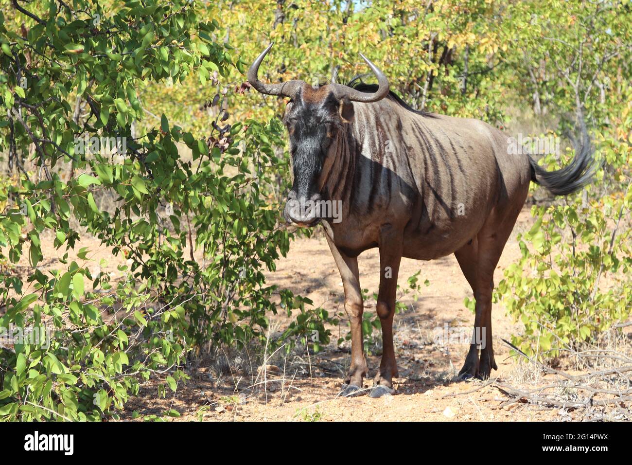 Streifengnu / Blue wildebeest / Connochaetes taurinus Stock Photo - Alamy