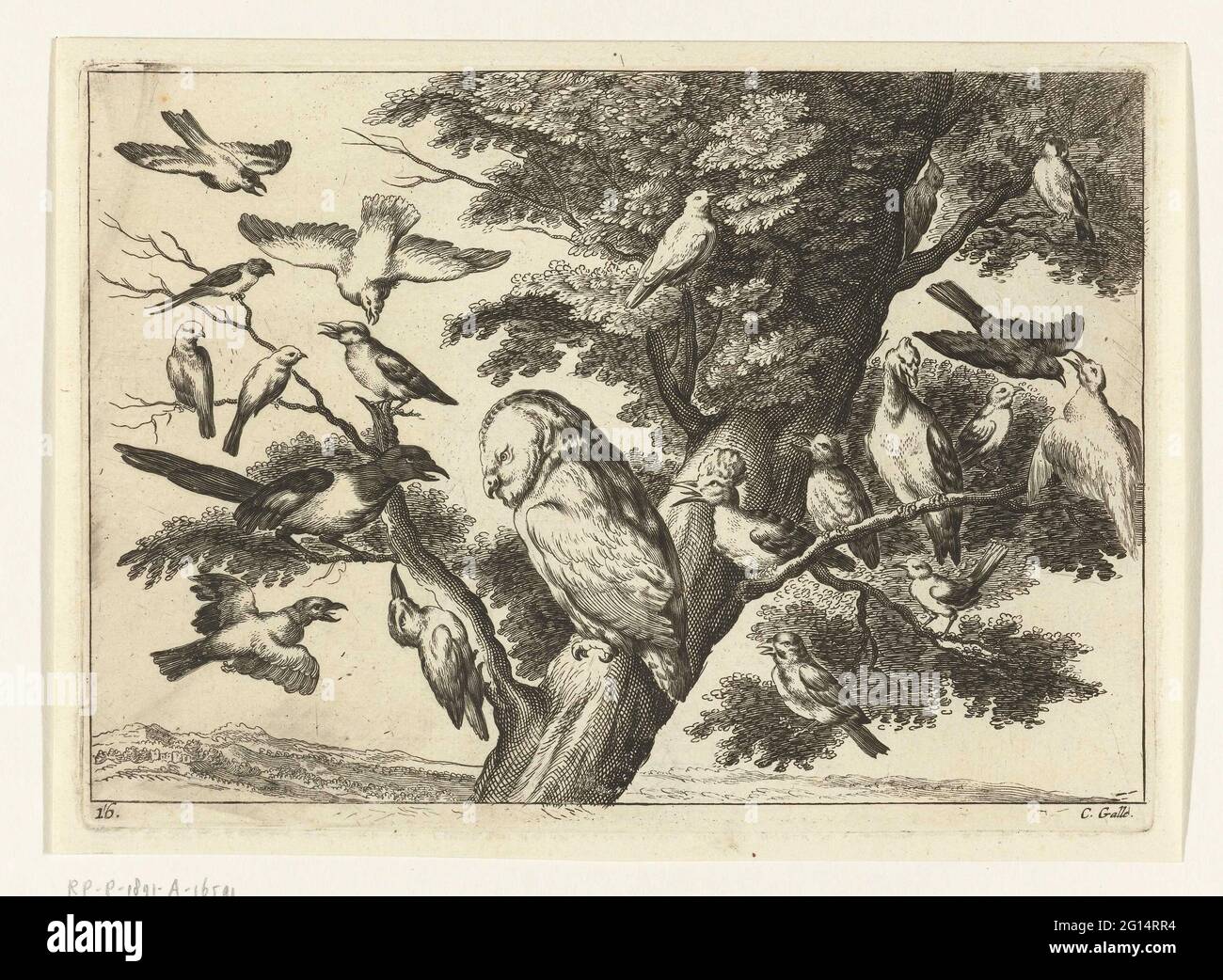 Birds in a tree; Diversarum avium species; Different birds. Different ...