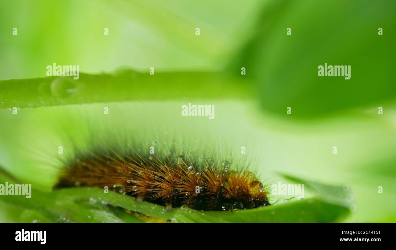 brown caterpillar covered in dew sits on a branch Stock Photo - Alamy