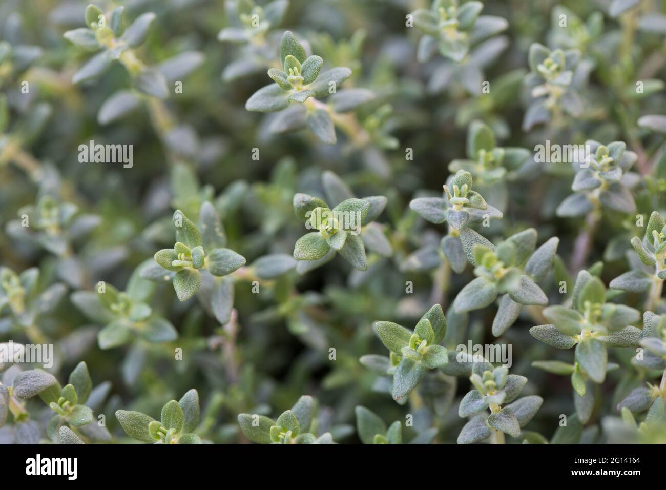 A full frame nature background of the herb Thyme showing detail of stem ...