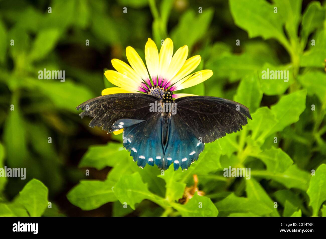 Desert Botanical Garden - Butterfly Pavilion - Pipevine Swallowtail ...