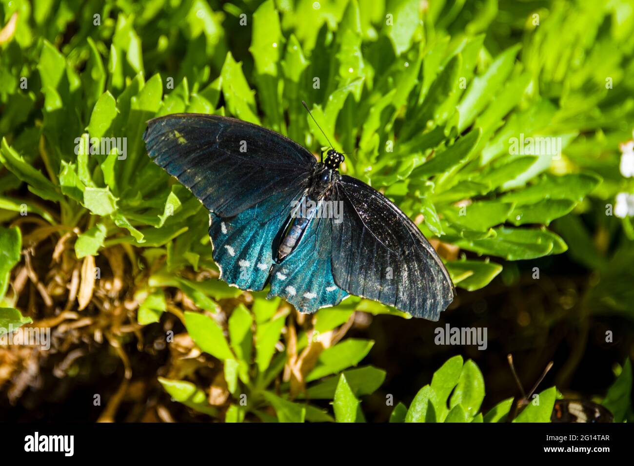 Desert Botanical Garden - Butterfly Pavilion - Pipevine Swallowtail ...