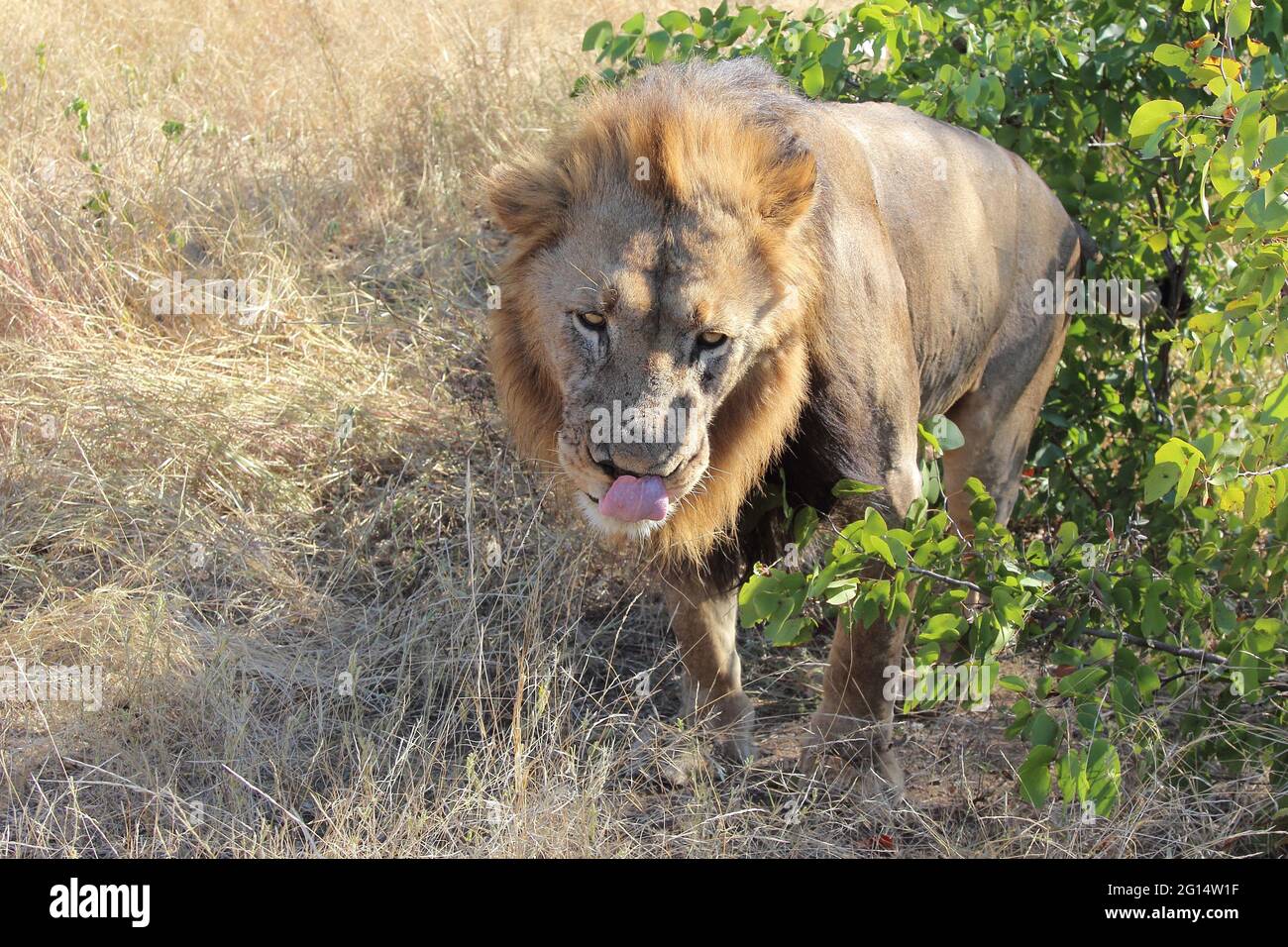 Afrikanischer Löwe / African lion / Panthera leo Stock Photo - Alamy