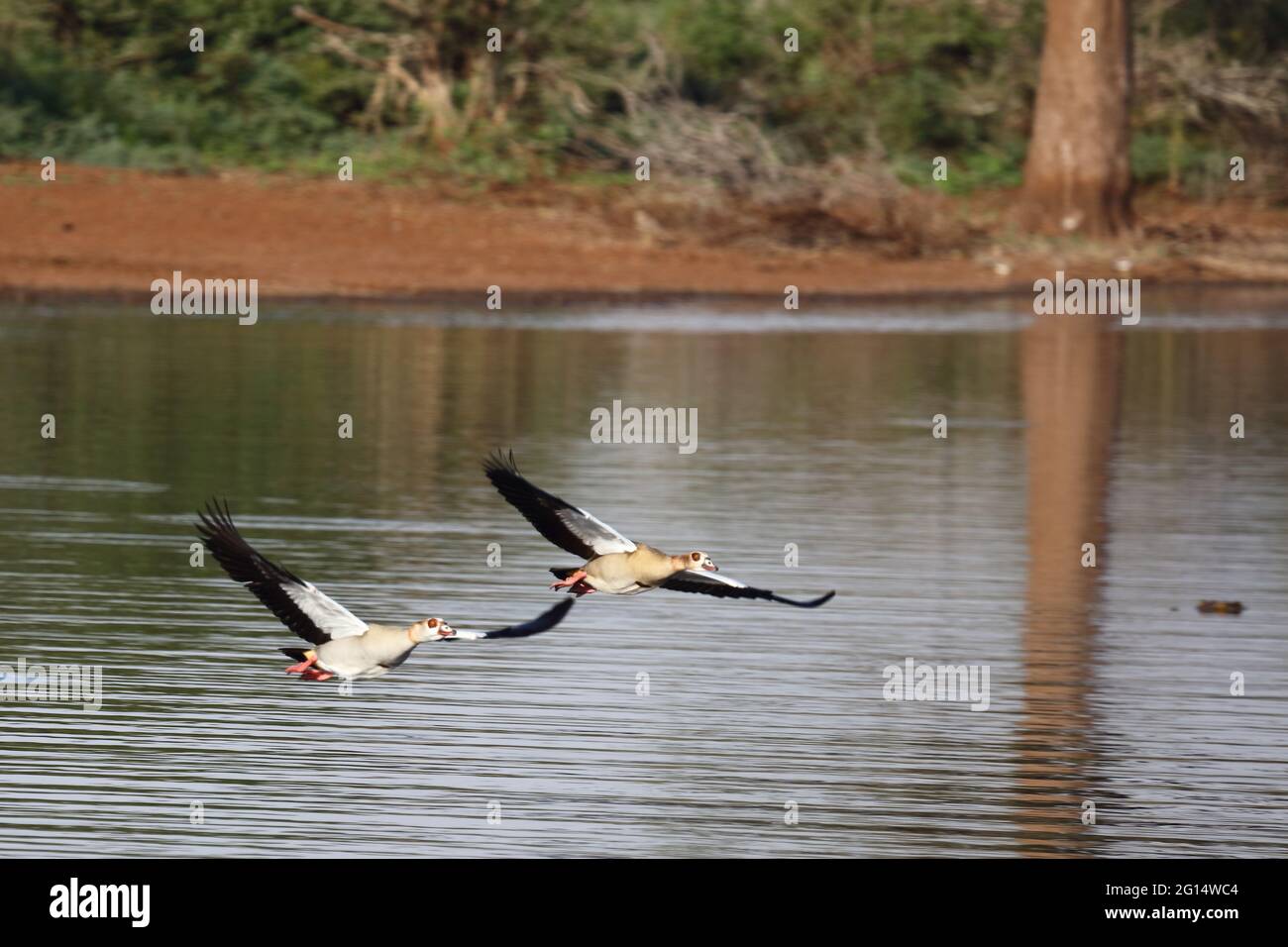 Nilgans / Egyptian goose / Alopochen aegyptiacus Stock Photo - Alamy