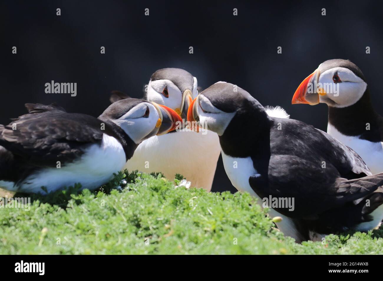 Serrated Bill High Resolution Stock Photography and Images - Alamy