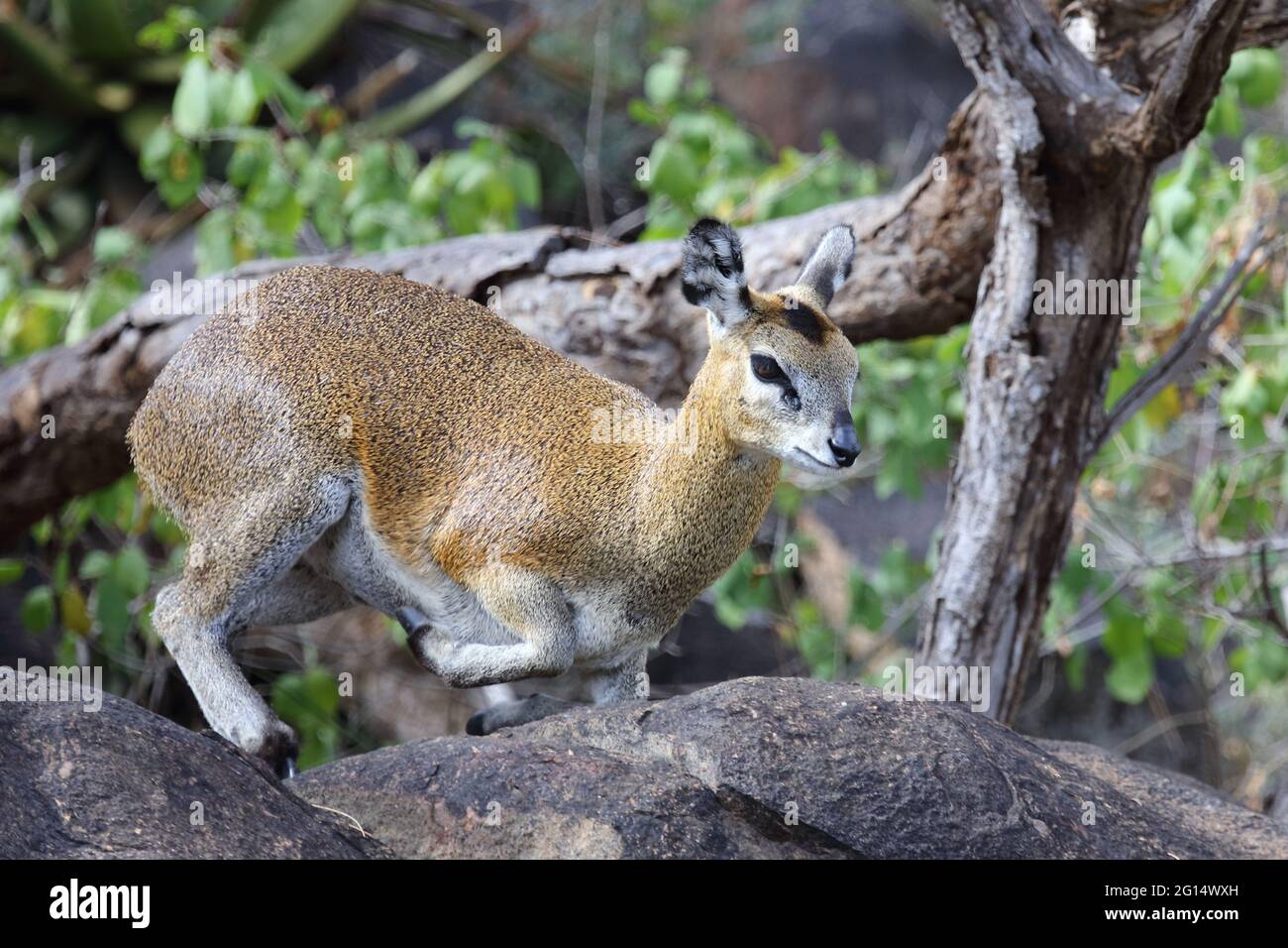 Klippspringer hi-res stock photography and images - Alamy