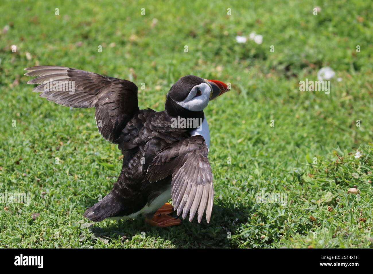 Serrated Bill High Resolution Stock Photography and Images - Alamy