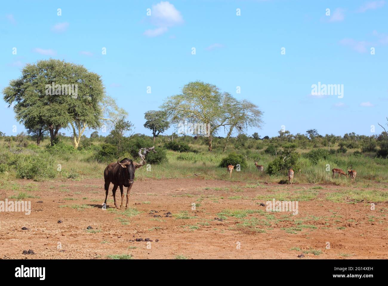Streifengnu und Schwarzfersenantilope / Blue wildebeest and Impala ...