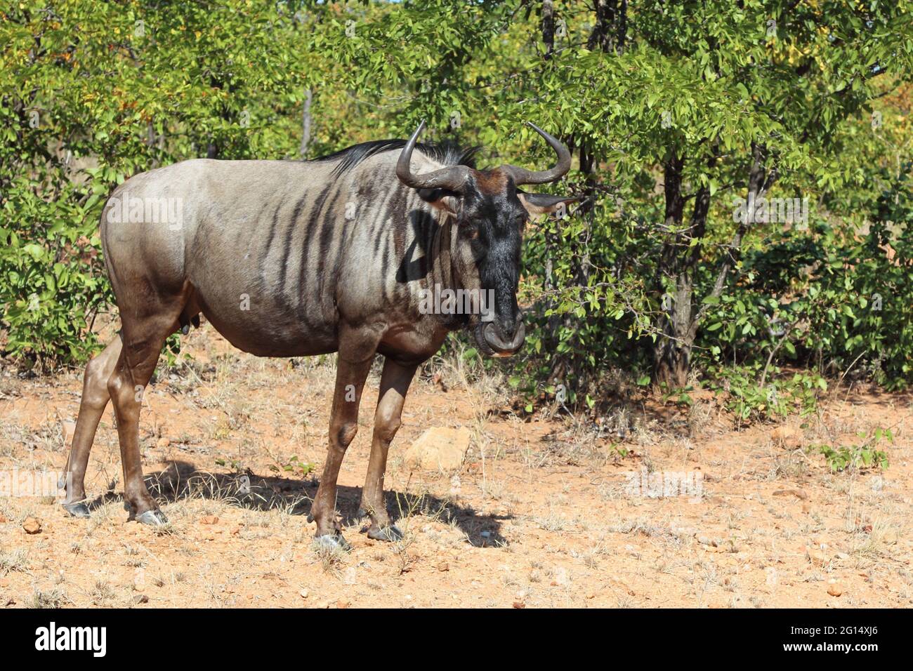 Streifengnu / Blue wildebeest / Connochaetes taurinus Stock Photo - Alamy