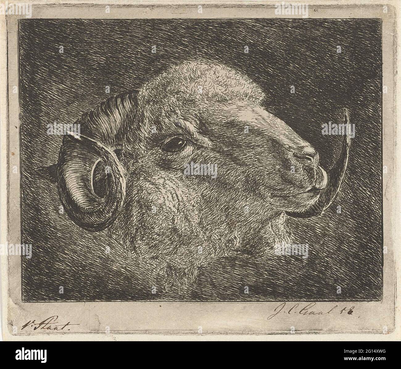 Cup of a ram with horns twisted Stock Photo - Alamy