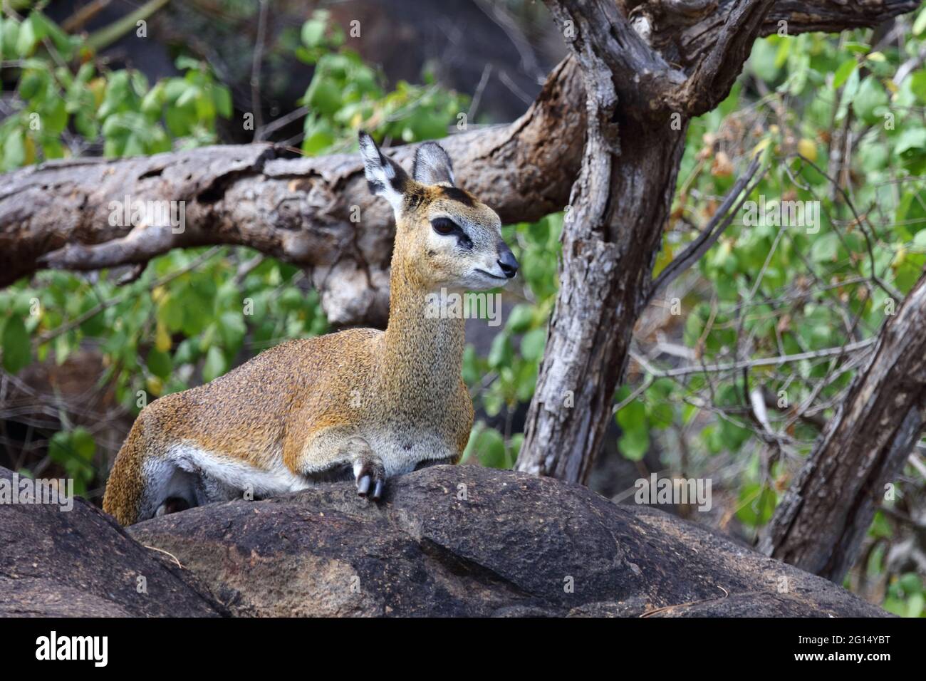 Klippspringer / Klipspringer / Oreotragus oreotragus Stock Photo - Alamy