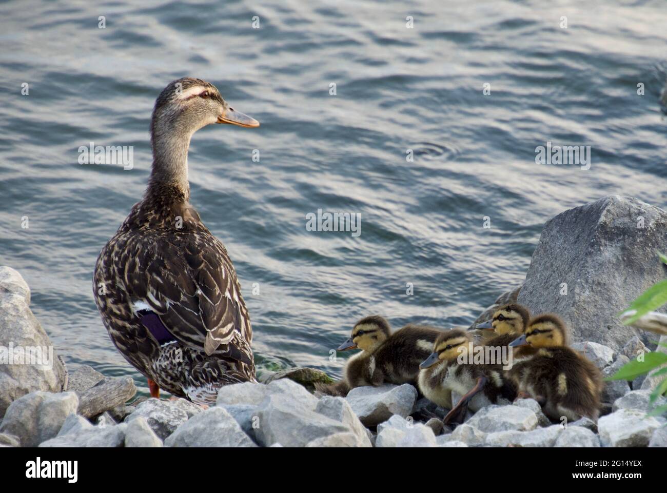 mother duck and her ducklings Stock Photo - Alamy