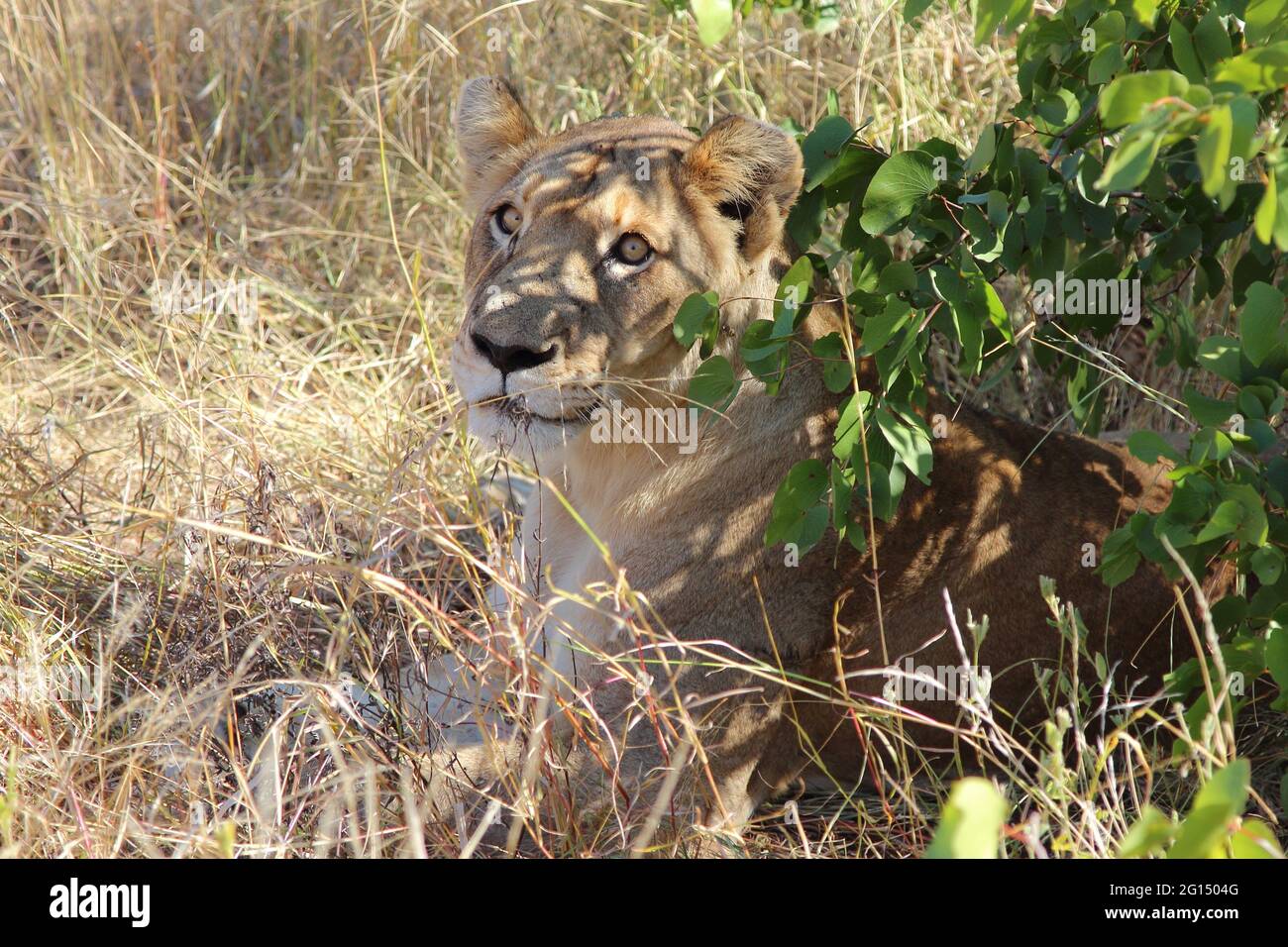 Afrikanischer Löwe / African lion / Panthera leo Stock Photo - Alamy