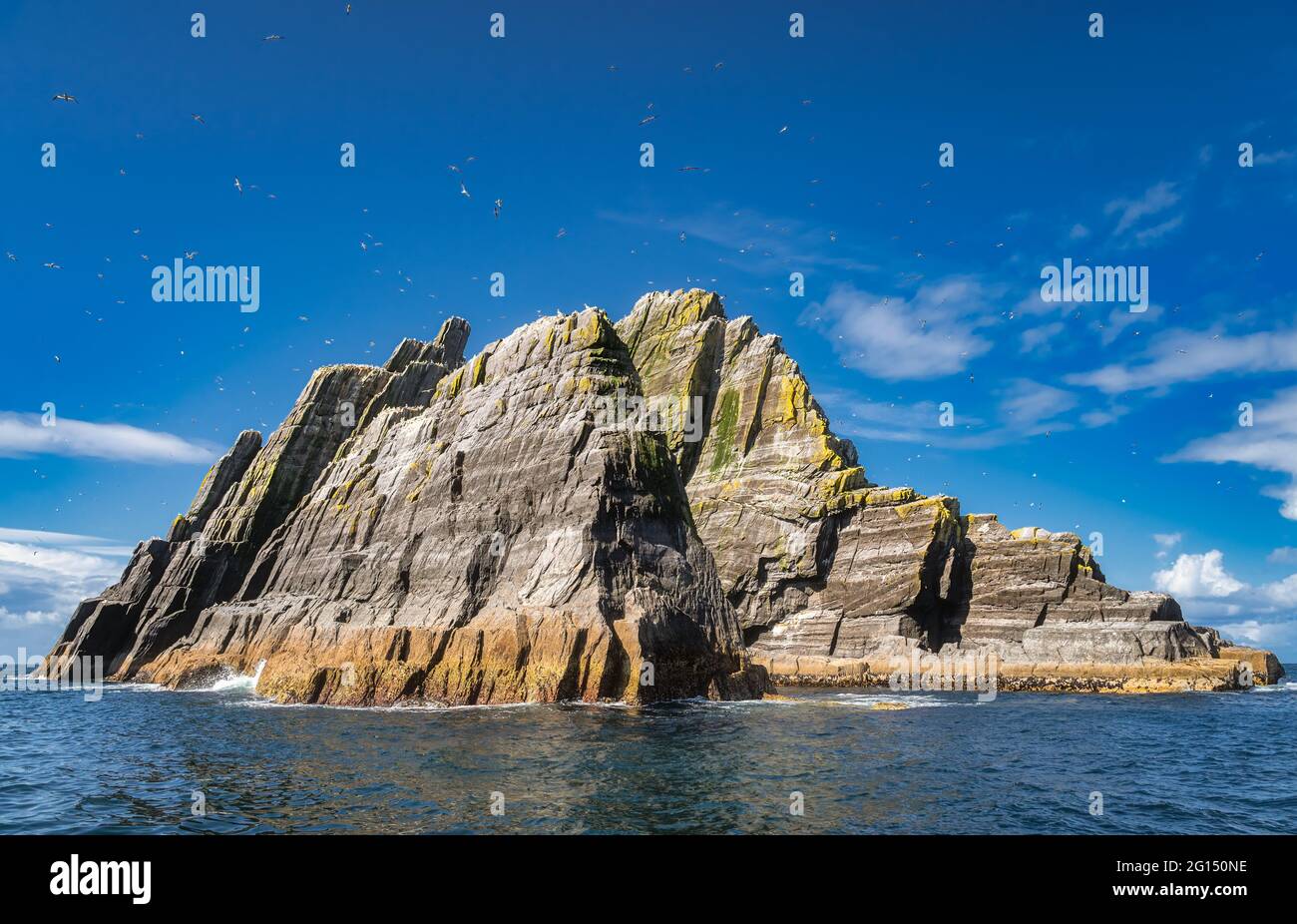 Steep, rocky Little Skellig island with hundreds of Gannets, Morus ...