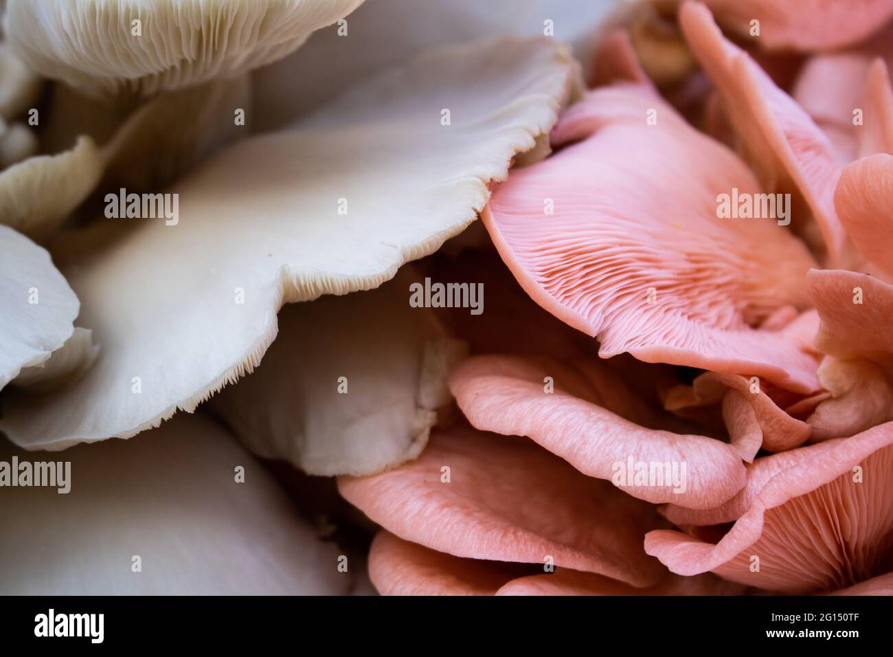 Mix of pleurotus djamor and oyster mushrooms background. Close-up of ...