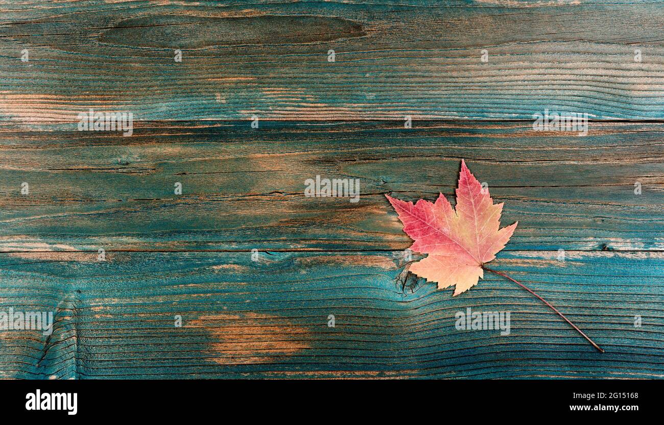 Dried colorful maple leaf on faded blue wood planks for either a ...