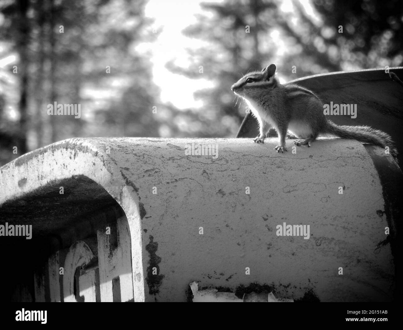 Adorable chipmunk checking for safety Stock Photo - Alamy