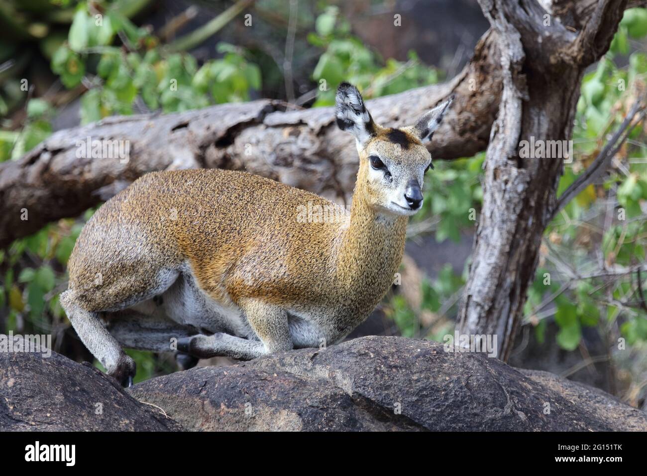 Klippspringer / Klipspringer / Oreotragus oreotragus Stock Photo - Alamy