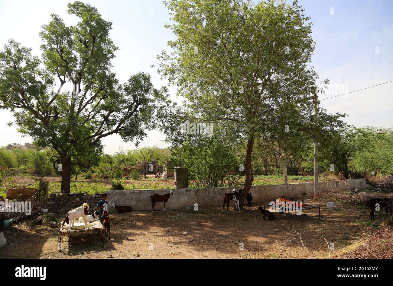 Beawar, India. 04th June, 2021. A child playing with goat kids under ...