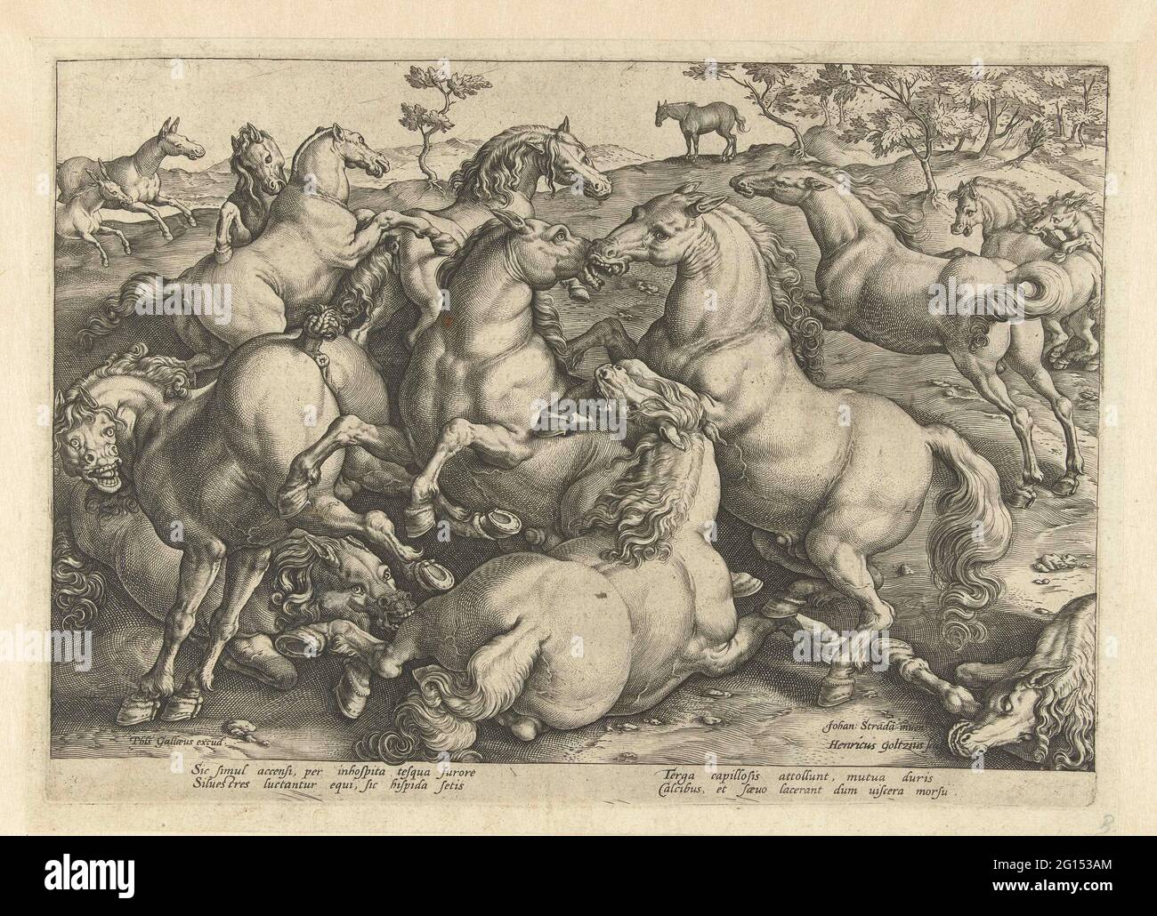 Twelve breeds hi-res stock photography and images - Alamy