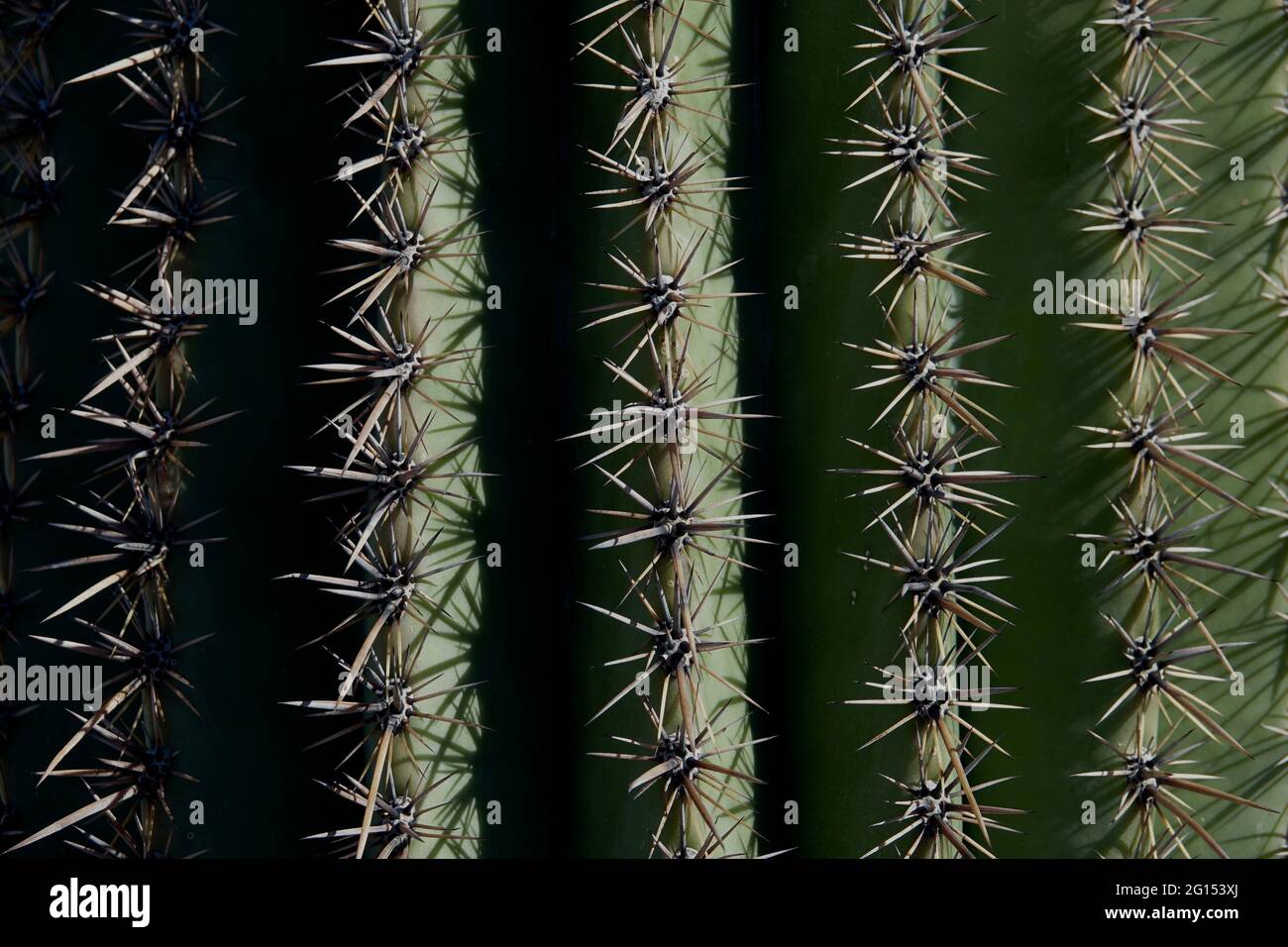 A close up of the sharp needles on a saguaro cactus Stock Photo - Alamy