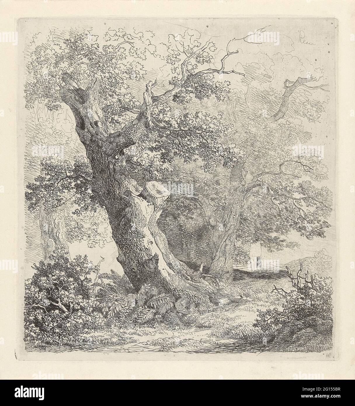 Tree in a landscape. A sloping oak trunk to the left on a forest edge ...