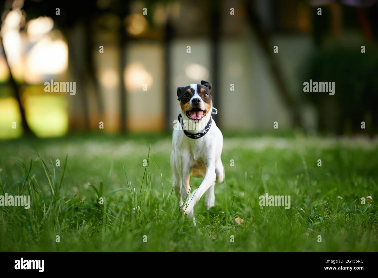 Cheerful Ratonero Bodeguero Andaluz dog jumping around in a park with a ...