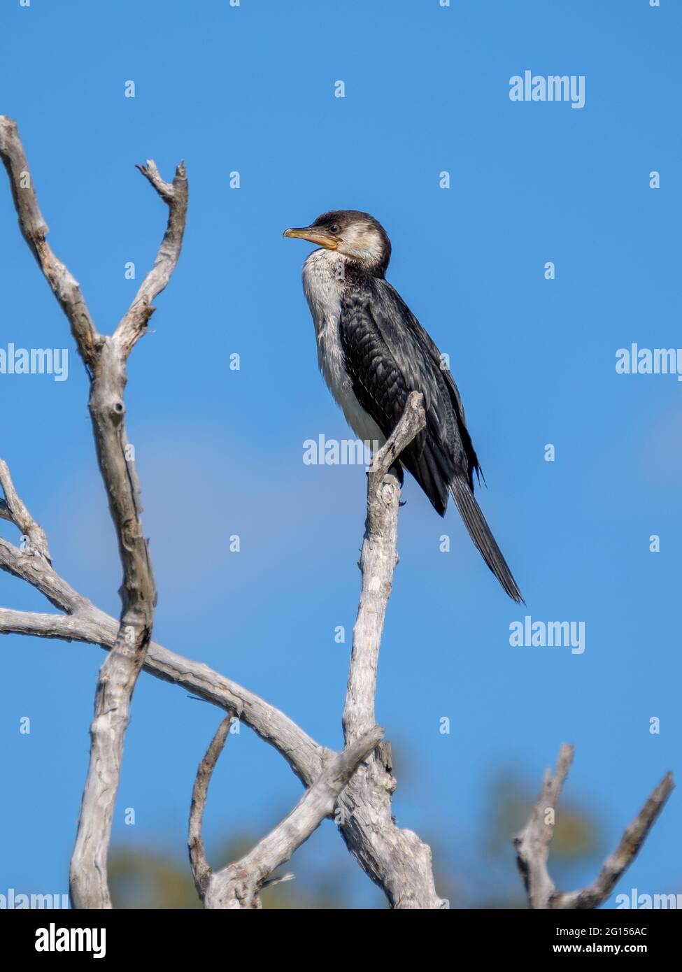 Sandy camp rd wetlands reserve hi-res stock photography and images - Alamy