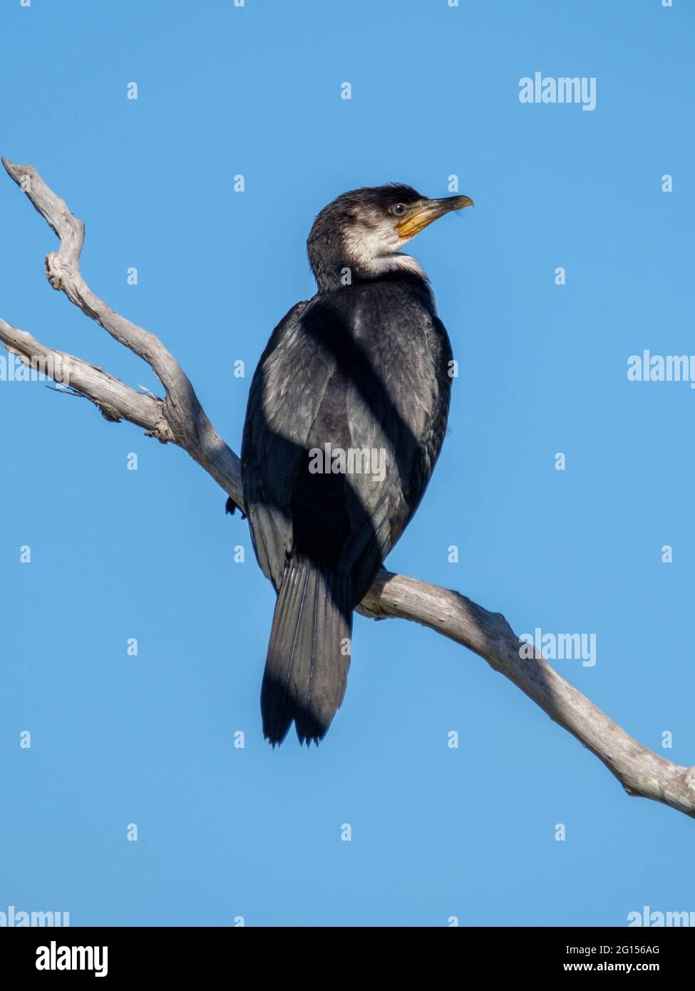 Sandy camp rd wetlands reserve hi-res stock photography and images - Alamy