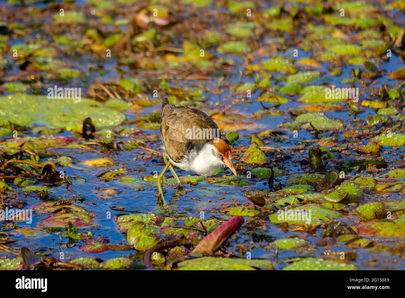 Sandy camp rd wetlands reserve hi-res stock photography and images - Alamy