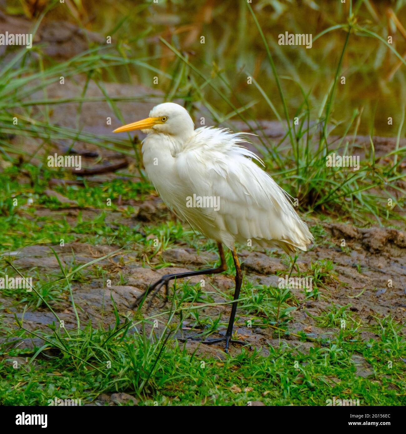 At Sandy Camp Rd Wetlands Reserve Stock Photo - Alamy