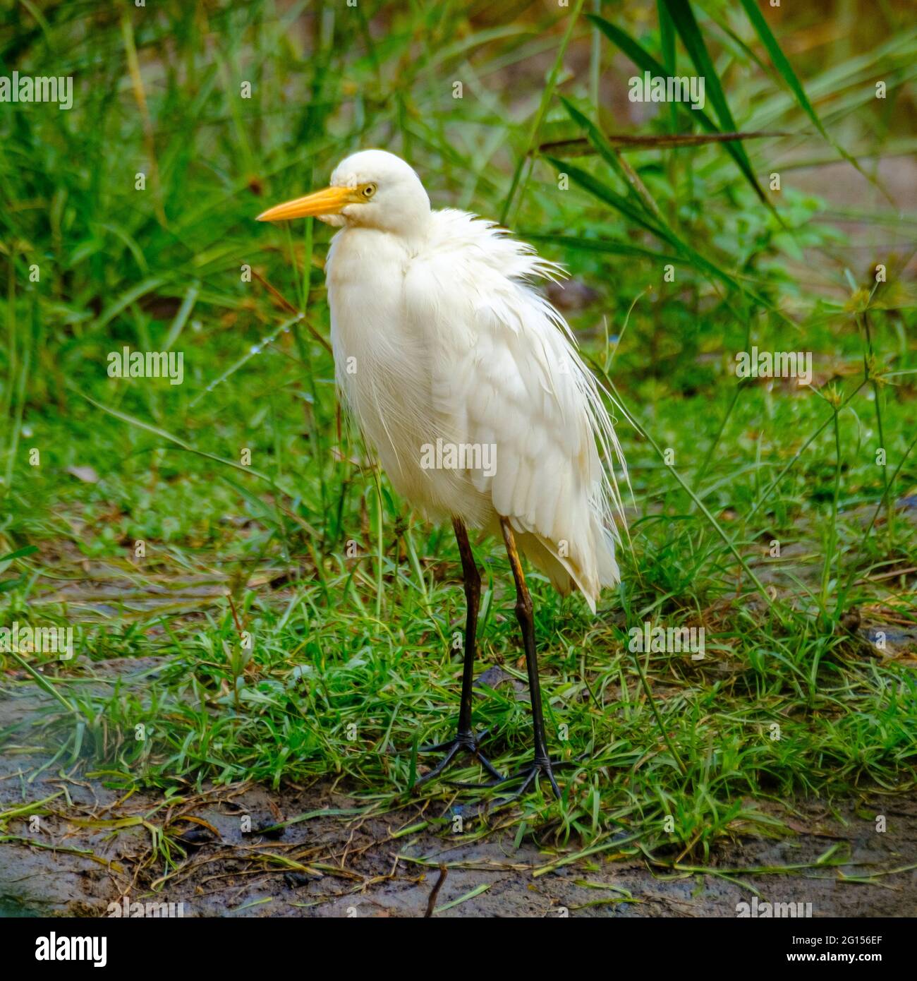 Sandy camp rd wetlands reserve hi-res stock photography and images - Alamy