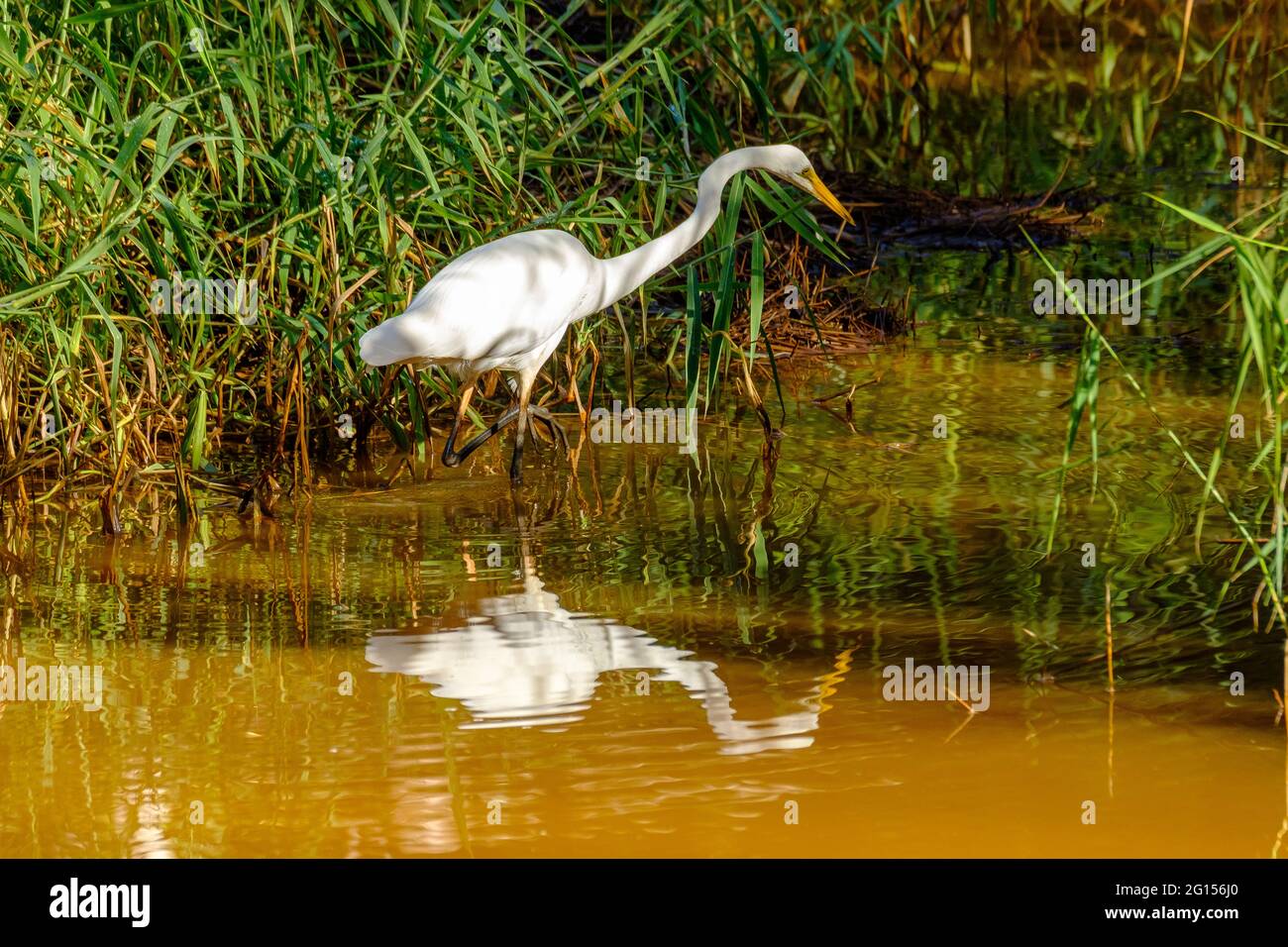 Sandy camp rd wetlands reserve hi-res stock photography and images - Alamy
